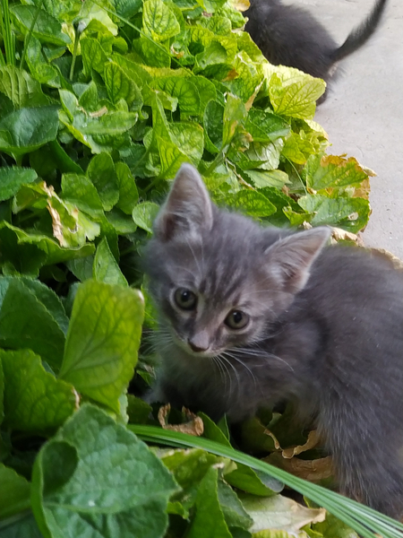 Котята в Надёжные руки!
