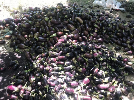 Mollar uchun boqalajon