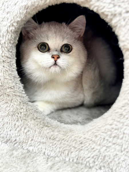 Британский шиншилла
