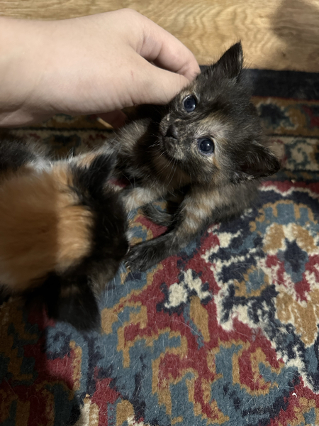 Срочно отдам в добрые руки