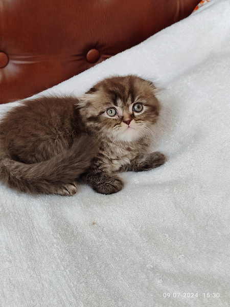 Продается Шотландский Скоттиш фолд мальчик