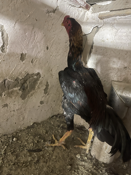 Shamo juja 11 oylik baqvat 5 kiloga yaqin