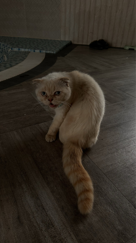Шотландская кошка.
