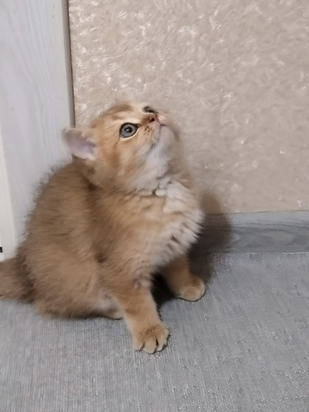 Продается котенок золотистый шиншилла