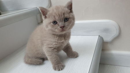 Британские котята