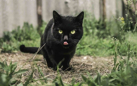Отдам котика в добрые руки