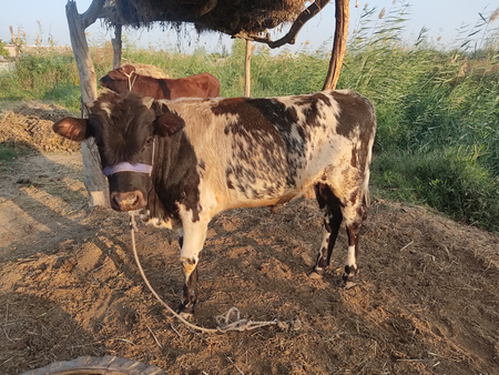 Buqqalar sotiladi