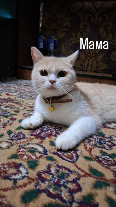 Mushuk fold sotiladi