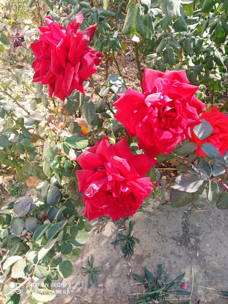 Atirgul kuchatlari