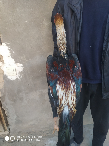Dakan xoʻroz tovuqla sotiladi