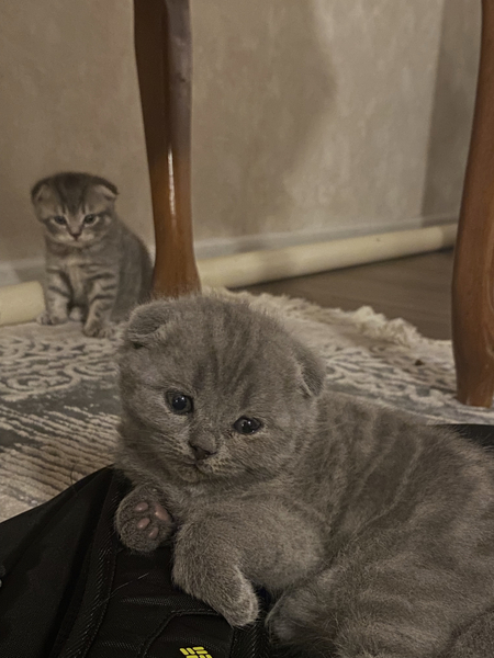 Породистая Кошка. Скоттиш Фолд 1 месяца и 11 дней