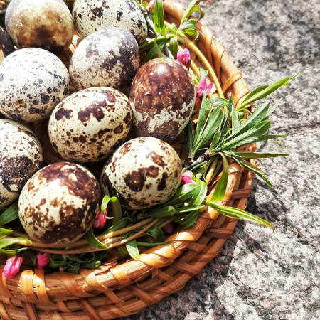 Высококачественные Яйца | Yuqori Sifatli Tuxum