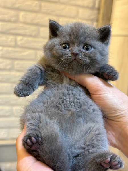 Продается котёнок скоттиш страйт