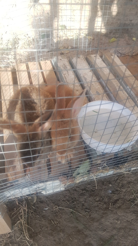 Quyola sotiladi 250000 min hamasi