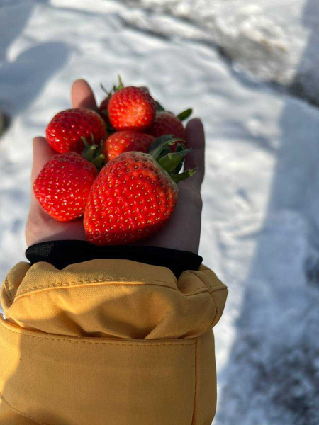 свежая клубника кулупнай, кулпнай, strawberry