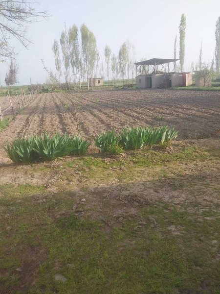 Toshkent viloyati oqqorgon tumani