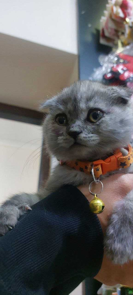 Продаётся Котята