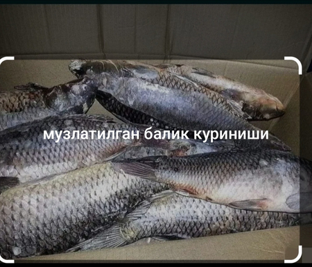 Тозаланган баликлар бор сазан Хар хил турдаги баликлар бор