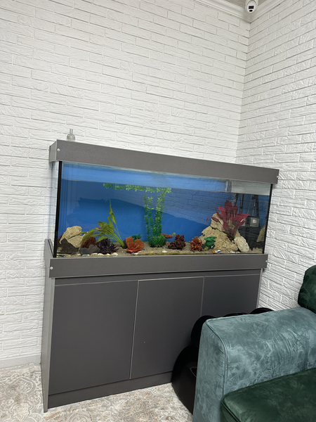 Akvarium sotiladi  filtr baliqlari bilan