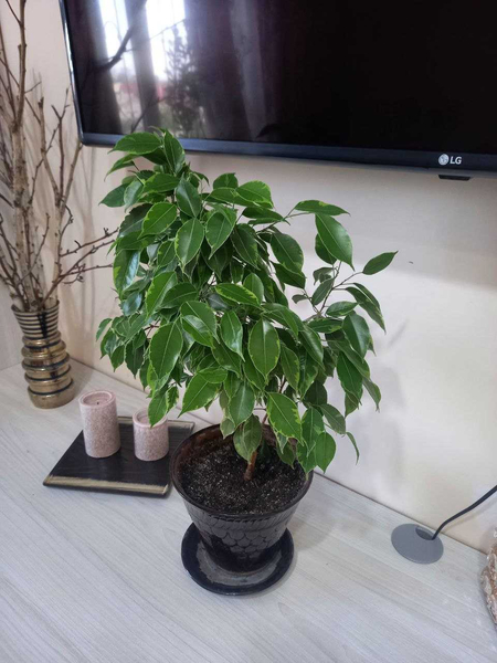 Продам Фикус Бенджамина, молодое комнатное  дерево, сейчас ему 1 год