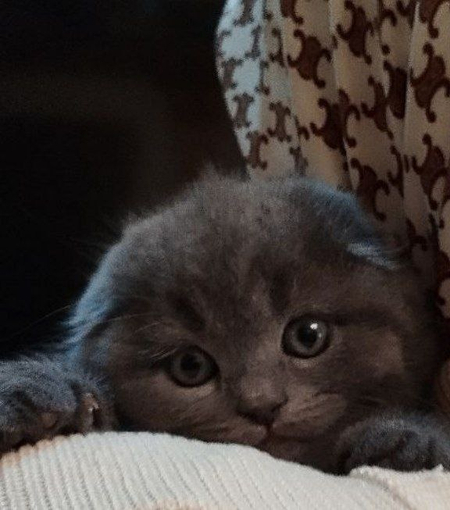 Кошка, пародистый кошки, скоттиш фолд, british blue, shinshila