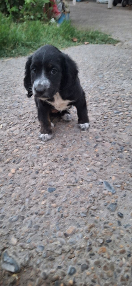Rassiyiskiy spaniel sotiladi