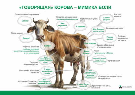 Avitsenna Vet veterinariya xizmati