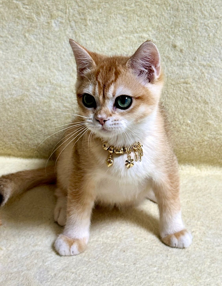 Британская шиншилла. Britaniyalik oltin chinchilla,hujjatlar bilan.