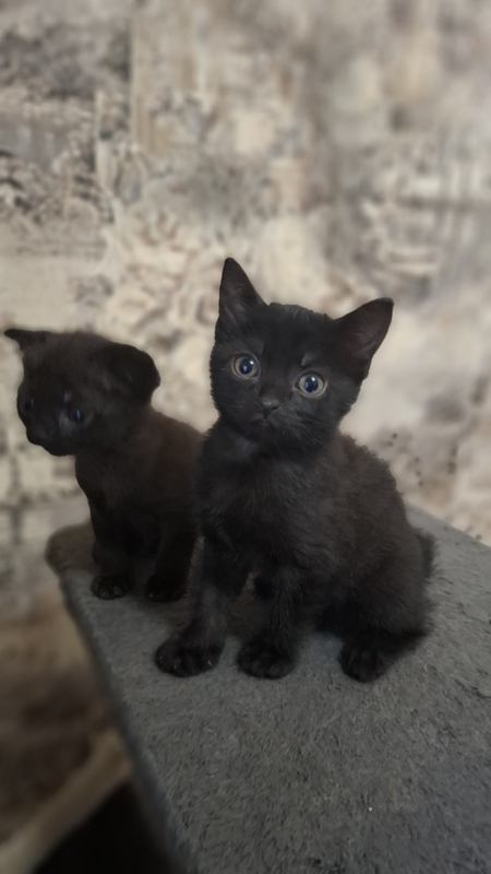 От породистых род. Вислоухие котята 1.5 мес.