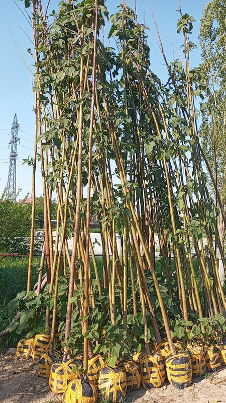 Pavloniya daraxti sotiladi