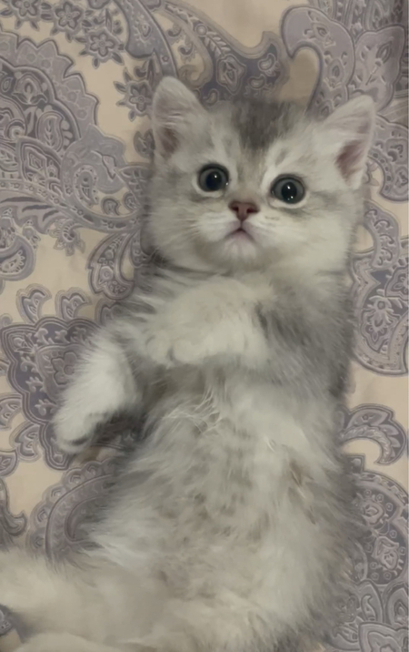 Munchkin