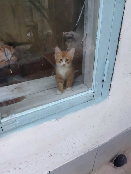 Отдадим котят в добрые руки
