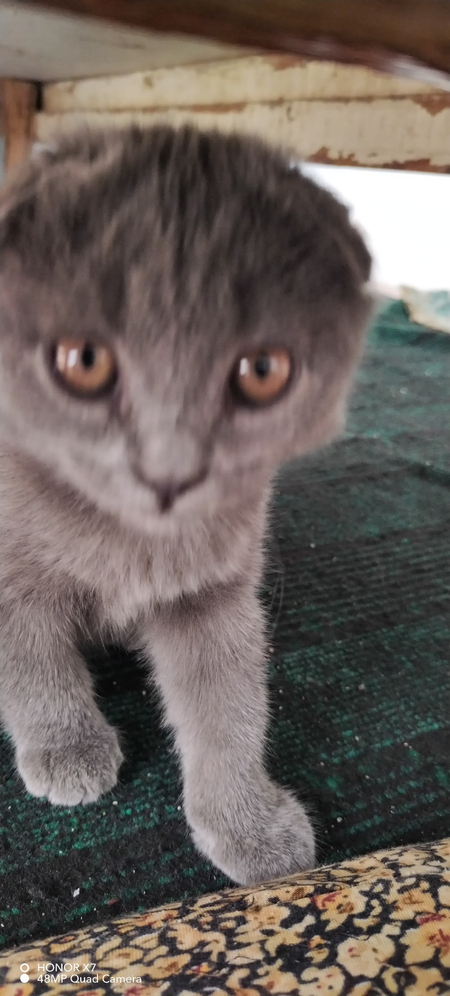 Котёнок Вислоухая кизча