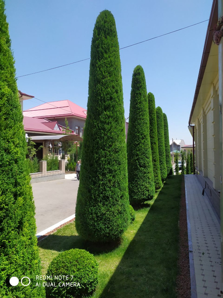 Барча турдаги касалланиб куриши бошланган арчаларни даволаймиз.