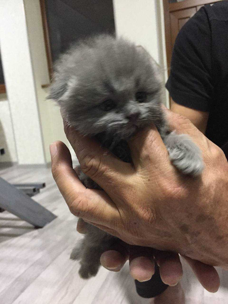 Британские котята фолд