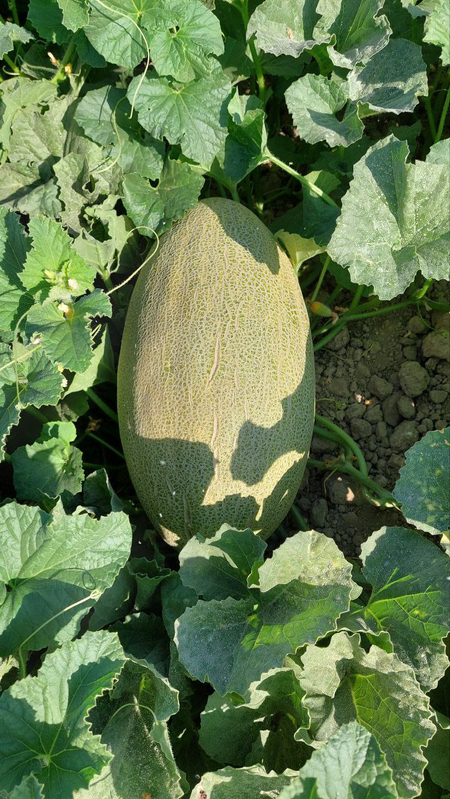 Ko‘kcha Oq qovun tarvuz sotiladi