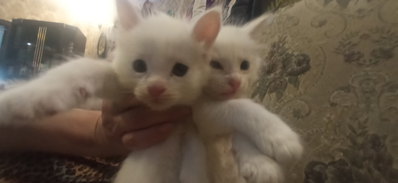 Продаётся котята
