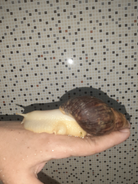 Ulitka sotiladi yuzga, boqishga