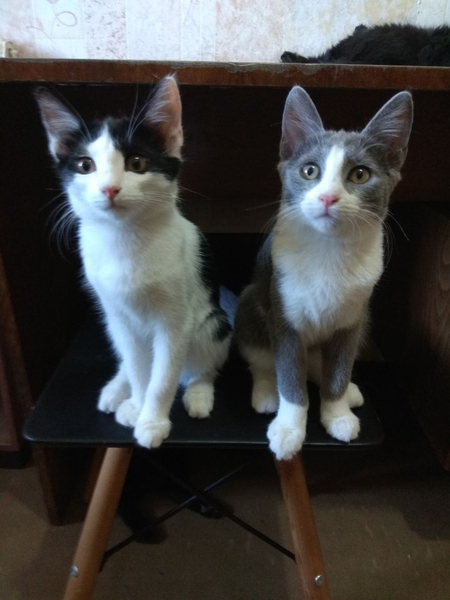 Котята ищут дом и ответственных хозяев