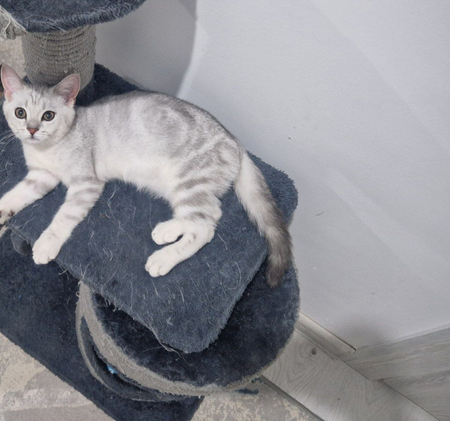 Мушук зотли кошка котик котёнок серебристая шиншилла киз угил бор