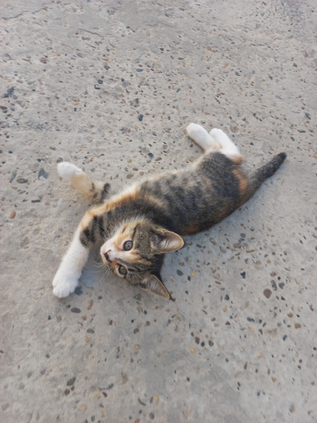 Отдам котят на добрые руки.  Бесплатно
