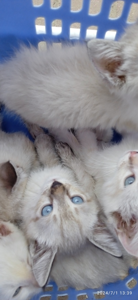 Продаются котята