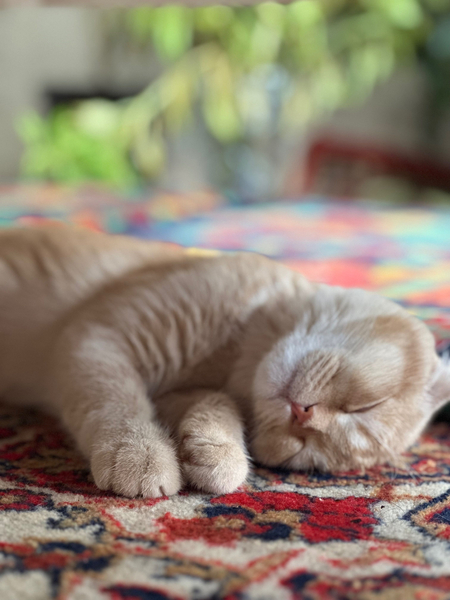 Вязка кота (Scotish fold)