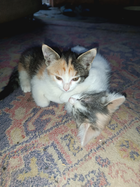 Отдам котят в хорошие руки