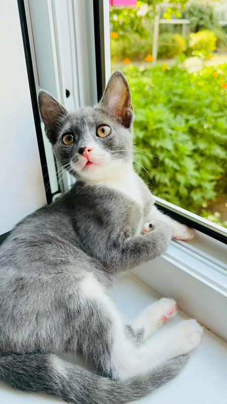 Отдам даром котенок