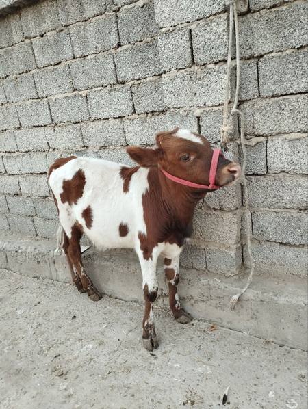 Buqacha sotiladi