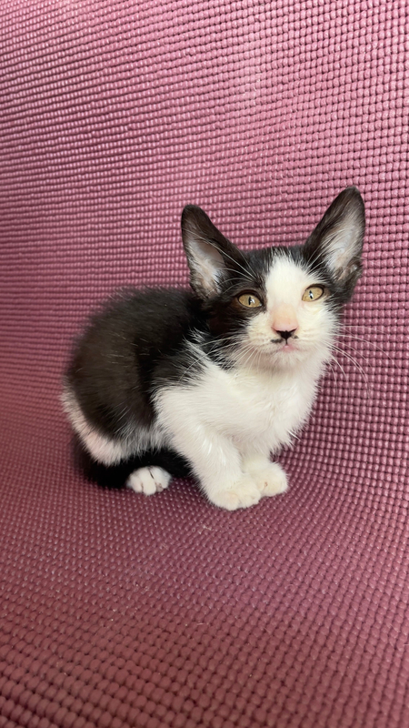 Котенок ищет дом