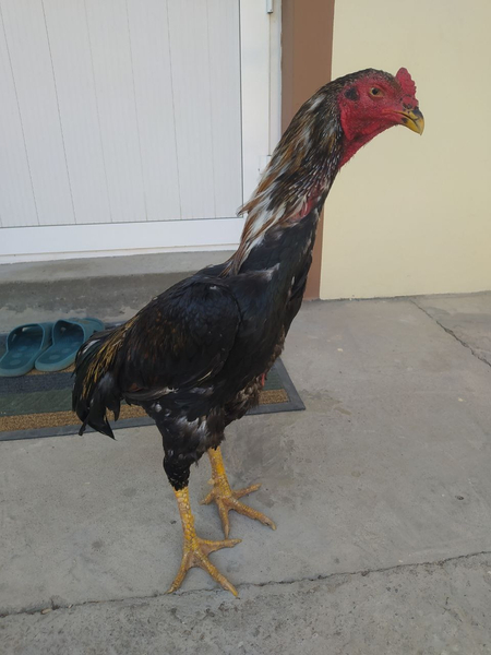 Dakan xoʻroz sotiladi 11 oyli
