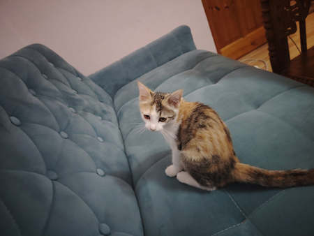 Котенок в добрые руки