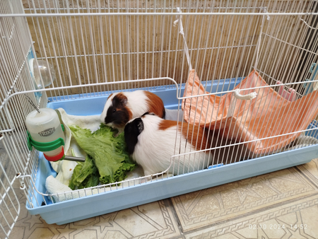 Морские свинки с клеткой